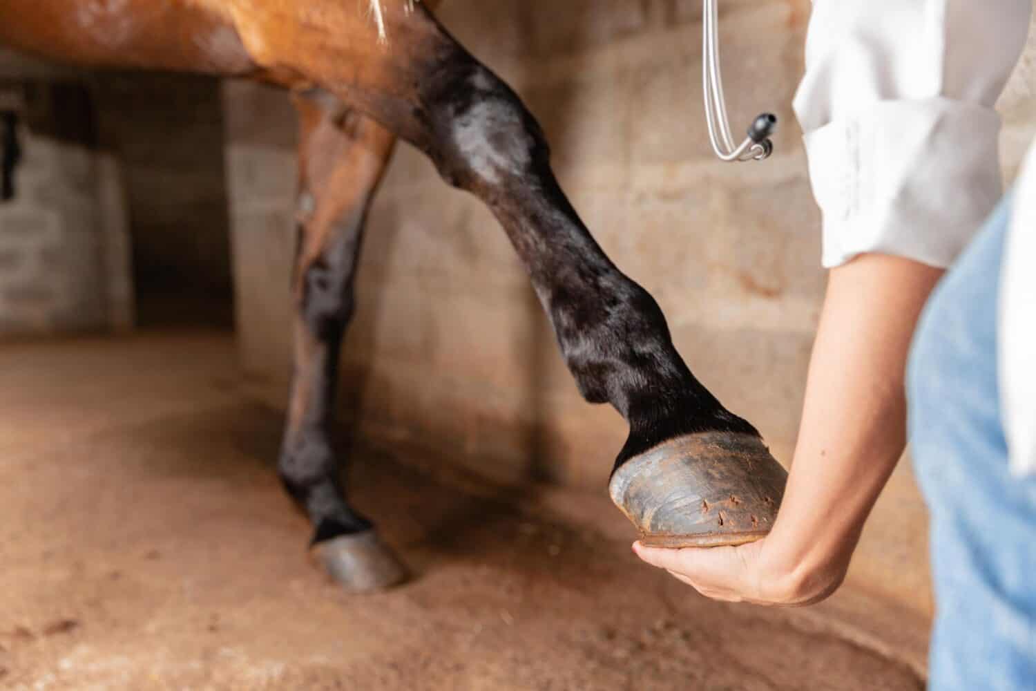Managing Arthritis in Horses | Woodside Equine Clinic
