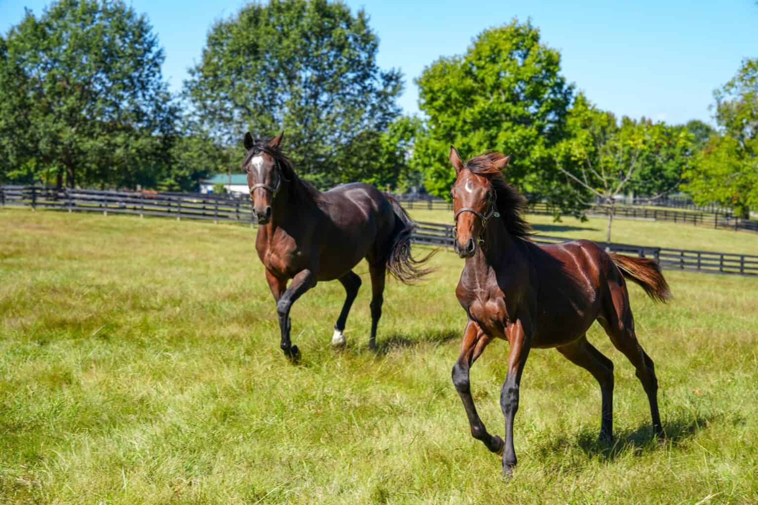 Horse Breeding and Reproduction | Woodside Equine Clinic