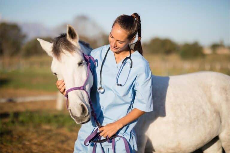 Equine Sports Medicine: Injury Prevention at Woodside Clinic | Woodside ...